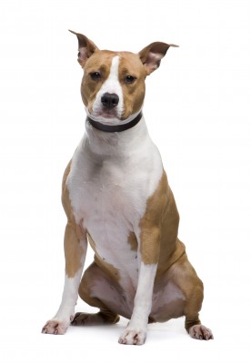 Pasma: Ameriški Staffordshire terier – Mr.Pet spletna trgovina