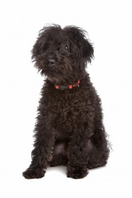 Pasma: Avstralski labradoodle, mali – Mr.Pet spletna trgovina