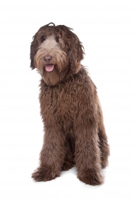 Pasma: Avstralski labradoodle, standard – Mr.Pet spletna trgovina