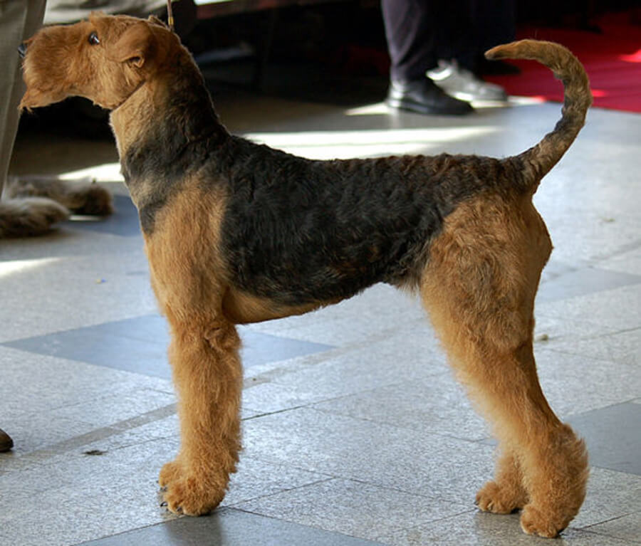 Pasma: Airedalski terier – Mr.Pet spletna trgovina
