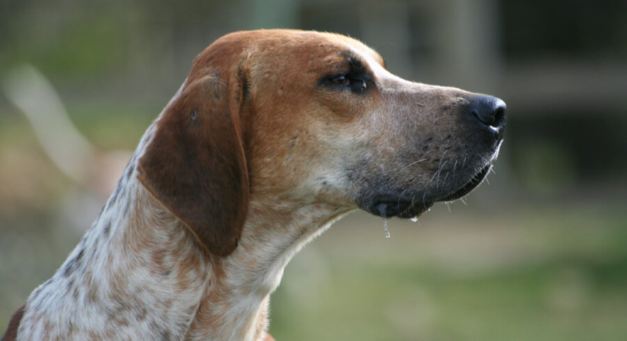 Pasma: Angleški foxhound (angleški lisičar) – Mr.Pet spletna trgovina