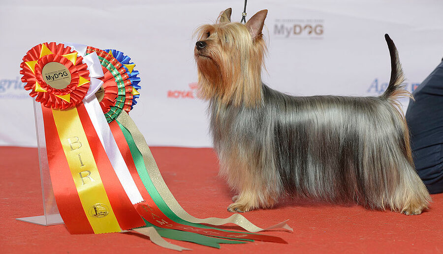 Pasma: Avstralski svilnati terier – Mr.Pet spletna trgovina