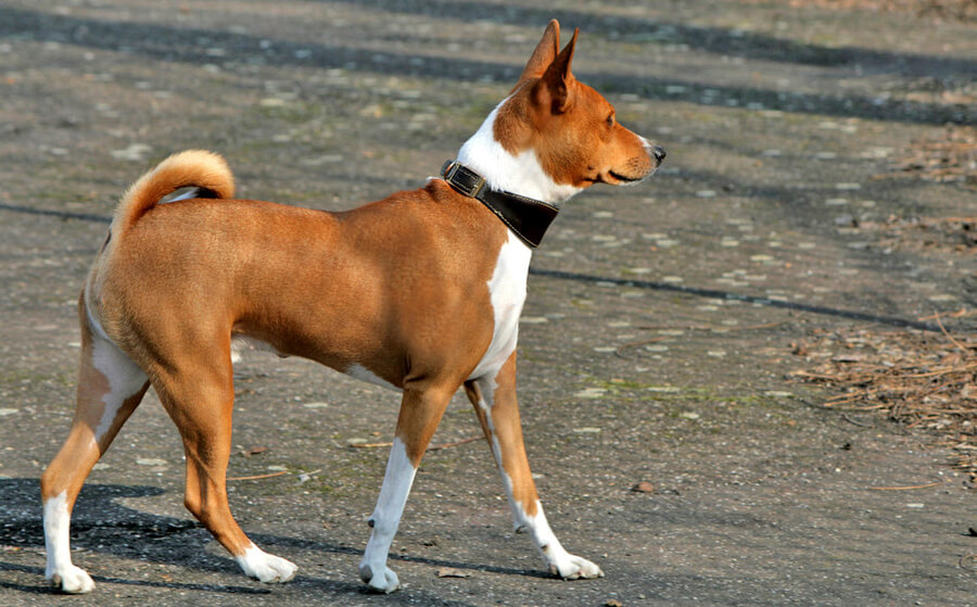 Pasma: Basenji – Spletna trgovina Mr.Pet