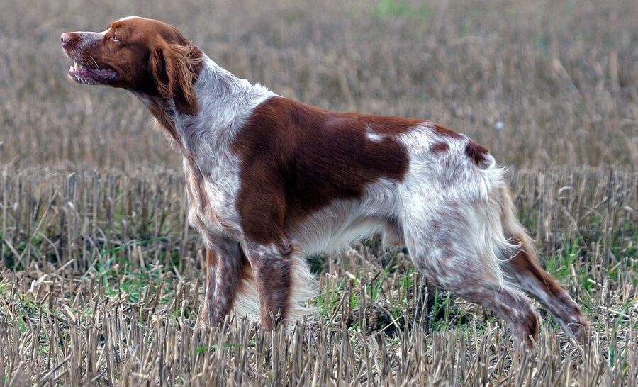 Pasma: Bretonski ptičar – Spletna trgovina Mr.Pet