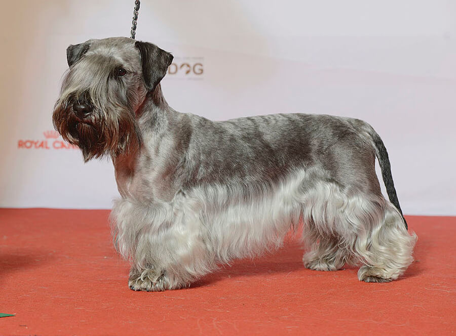 Pasma: Češki terier – Mr.Pet spletna trgovina