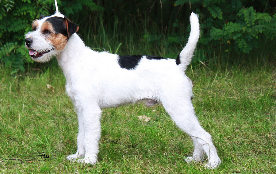 Pasma: Parson russell terier - resasti – Mr.Pet spletna trgovina
