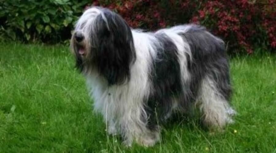 Pasma: Poljski nižinski ovčar – Spletna trgovina Mr.Pet