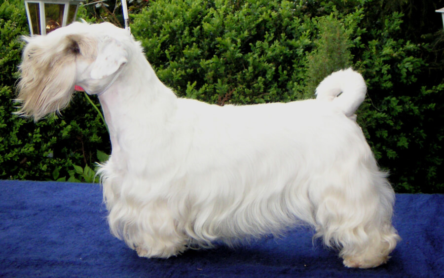 Pasma: Sealyham terier – Mr.Pet spletna trgovina