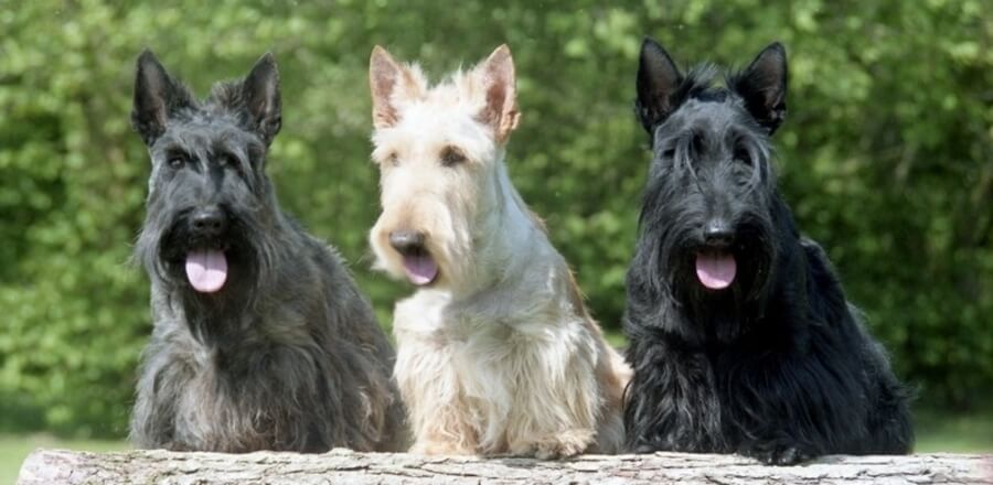 Pasma: Škotski terier – Mr.Pet spletna trgovina