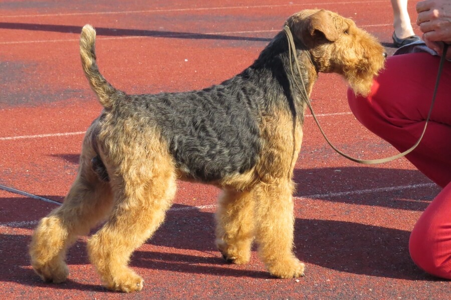 Pasma: Valižanski terier (Welsh terier) – Mr.Pet spletna trgovina