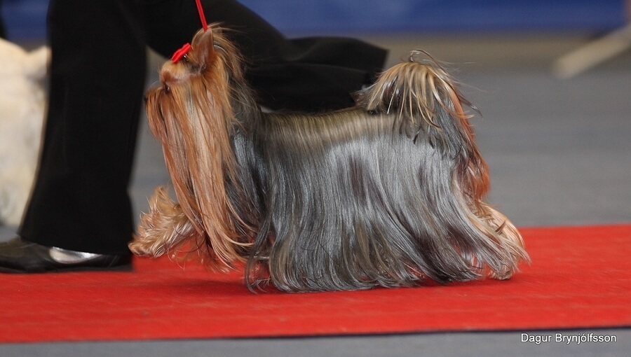 Pasma: Yorkshirski terier (Yorkie) – Mr.Pet spletna trgovina