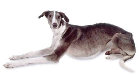 Pasma: Poljski hrt – Mr.Pet spletna trgovina