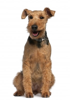 Pasma: Valižanski terier (Welsh terier) – Mr.Pet spletna trgovina